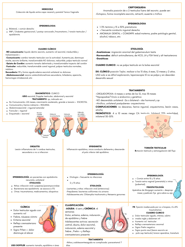 Hidrocele y Criptorquidia: Diagnóstico y Tratamiento | PDF | Testículo ...
