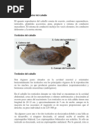 Anatomia Del Aparato Reproductor Del Toro | PDF | Sistema reproductivo ...