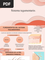Células de Merkel: Función y Anatomía | PDF | Anatomía | Biología Celular