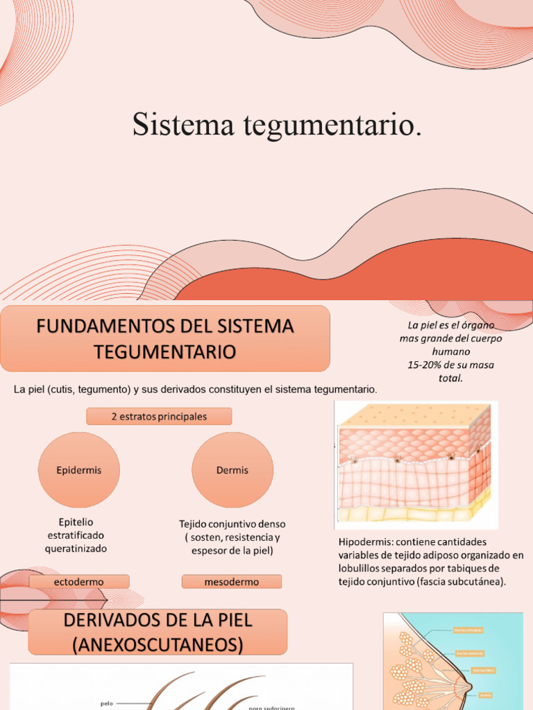 sistema tegumentario_112607 | PDF | Piel | Órgano (anatomía)