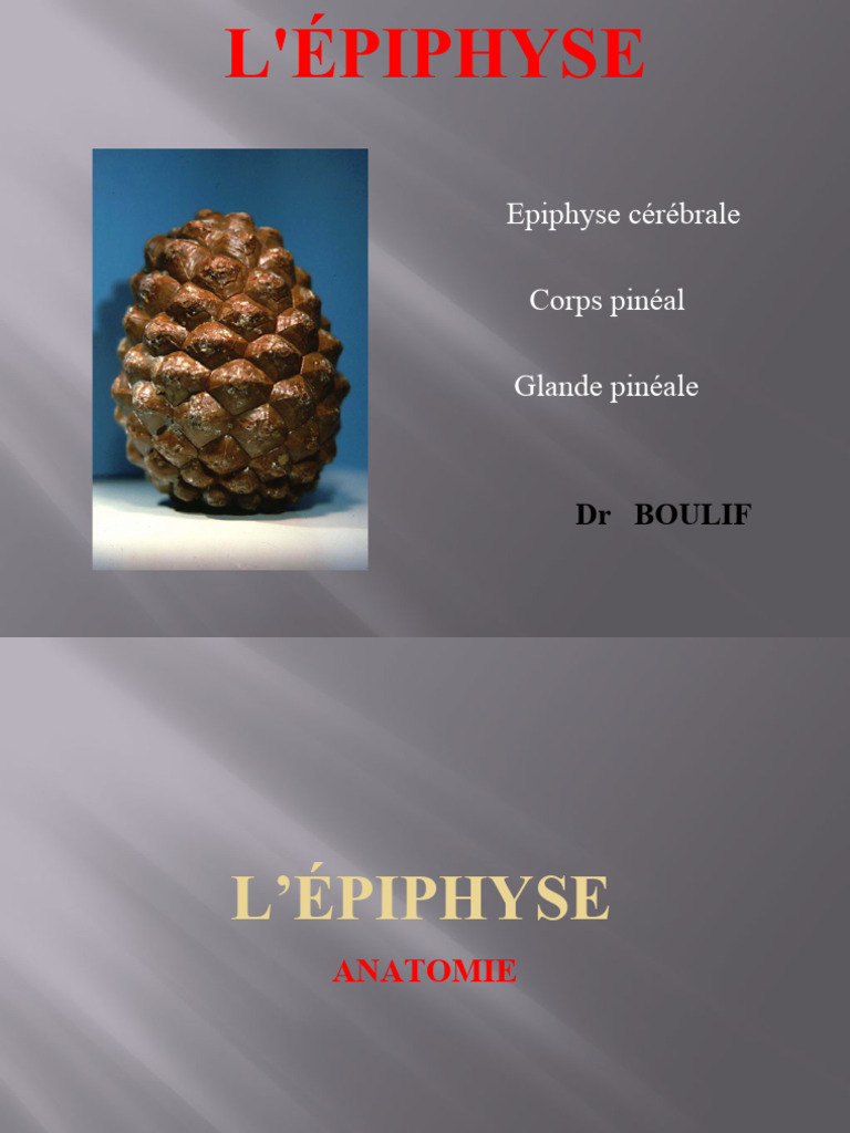Anatomie et Fonction de l'Épiphyse | PDF | Hypothalamus | Anatomie