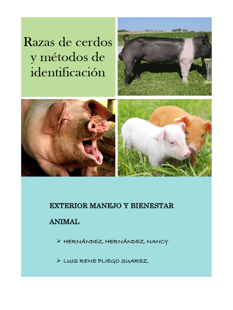 Razas de Cerdos | PDF | Carne | Cerdo