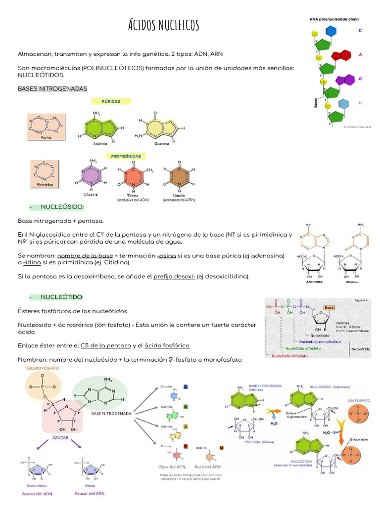 Ácidos Nucleicos | PDF | Rna | Adn