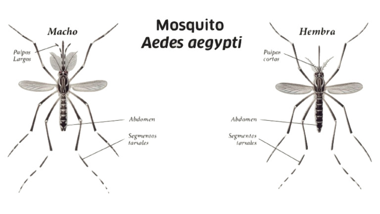 Aedes Aegypti Macho y Hembra | PDF