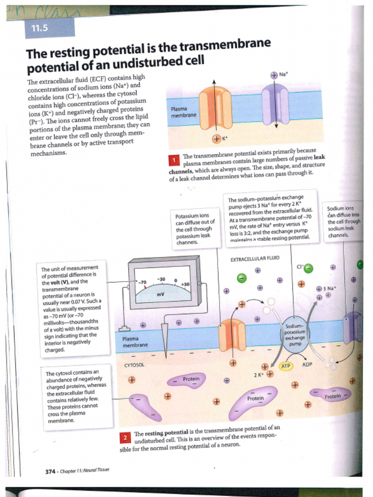 Action Potential | PDF