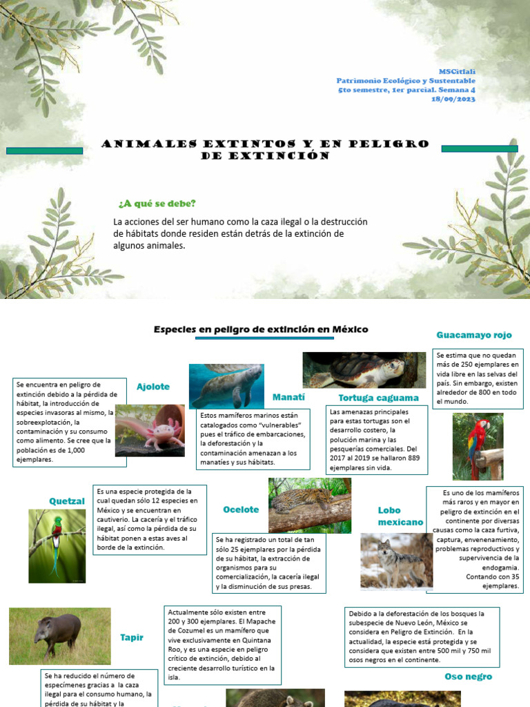 MSCitlali - Extinción de Especies | PDF | Especie en peligro | Extinción