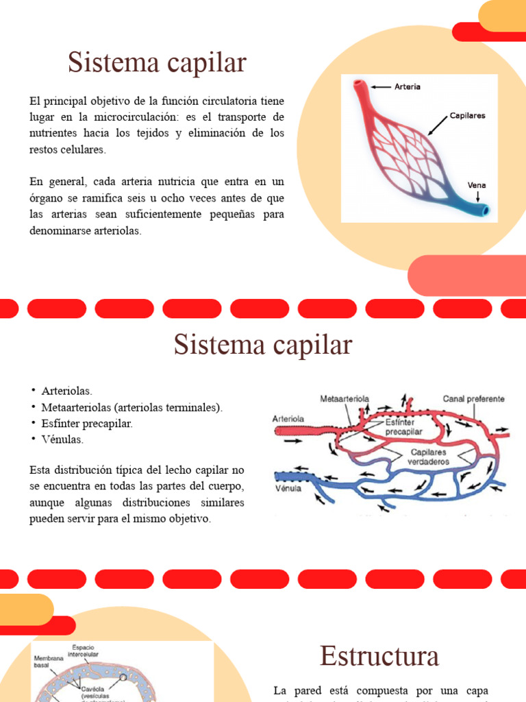 Sistema Capilar | PDF