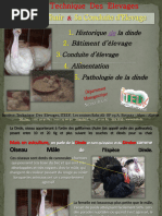 Fiche Technique Poulets de Chairs | PDF | Bétail | Industrie alimentaire