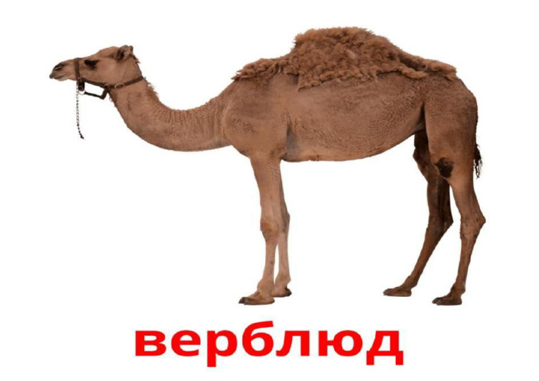 Camel | PDF