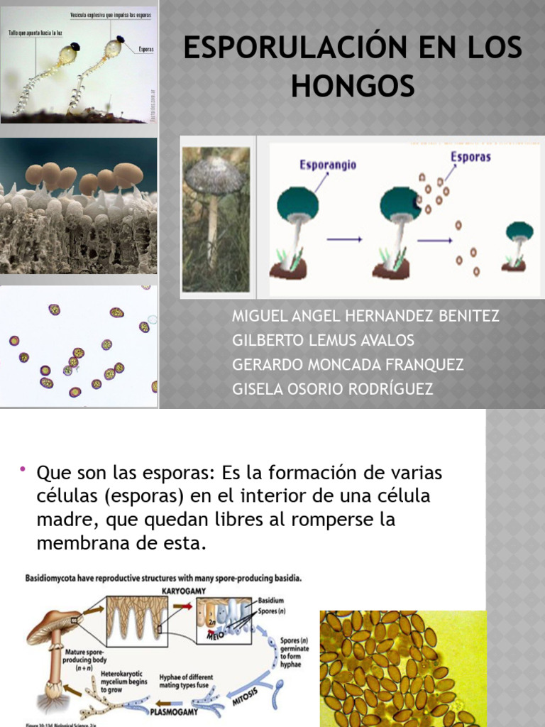 Proceso de Esporulación en Hongos | PDF | Espora | Anatomía