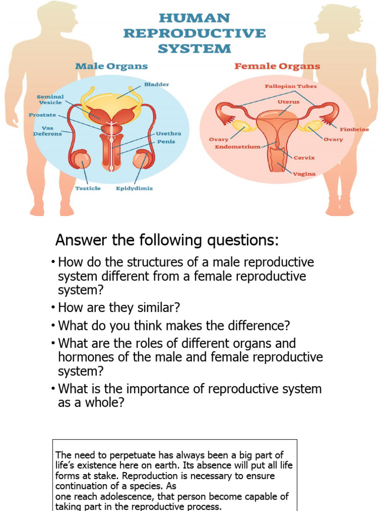 Lesson 1. Reproductive Sytem | PDF | Menstrual Cycle | Reproduction