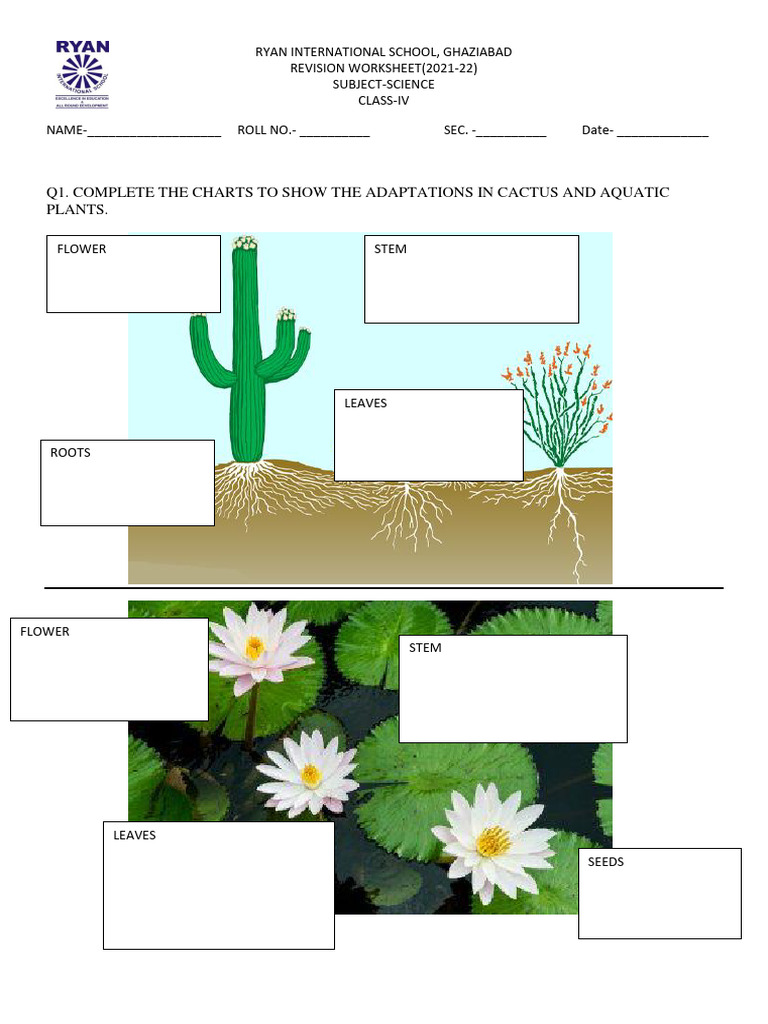 4th Grade Plant Adaptations Worksheet | PDF