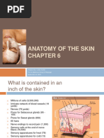 Skin Layers Diagram for Students | PDF