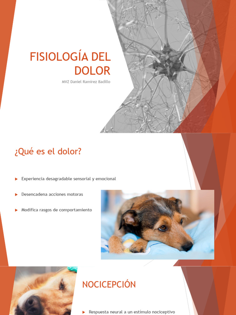 Fisiología Del Dolor | PDF