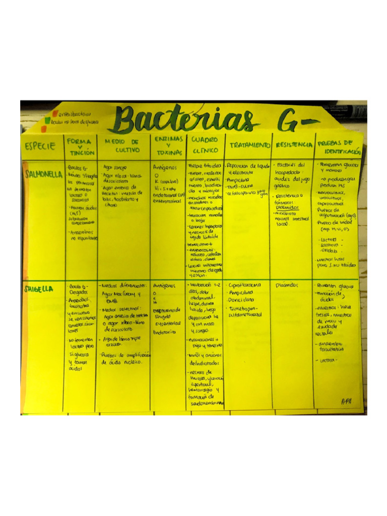 Bacterias G - APA 4B | PDF