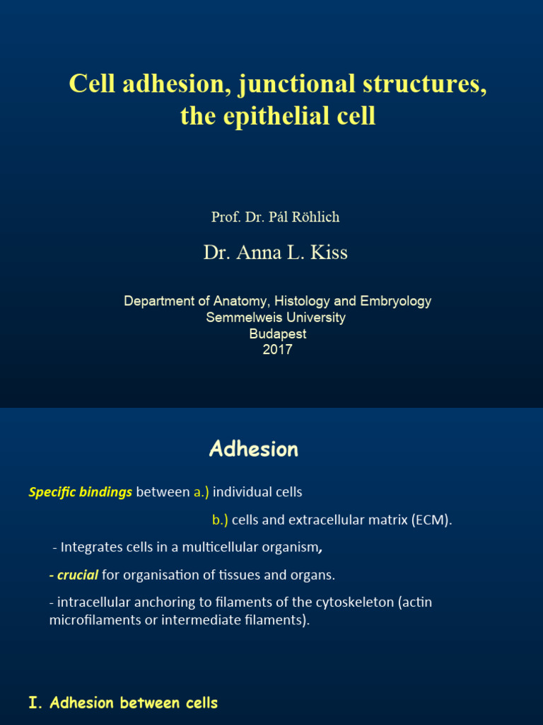 Celladhesion Epithel KissA | PDF | Cell Adhesion | Extracellular Matrix