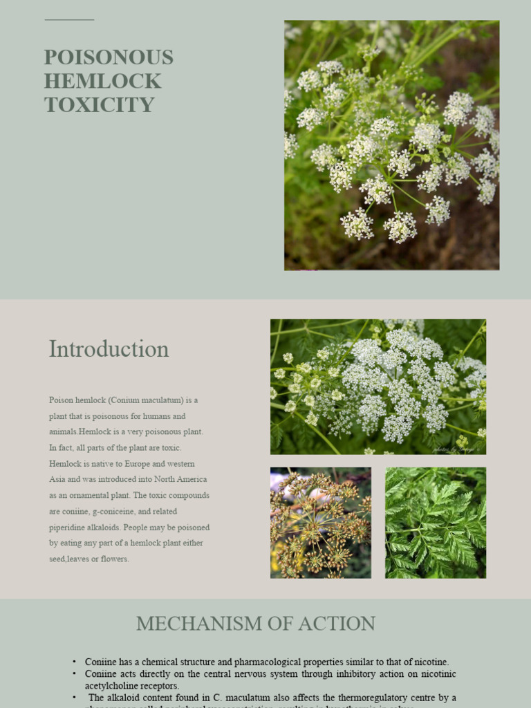 TOXICITY | PDF