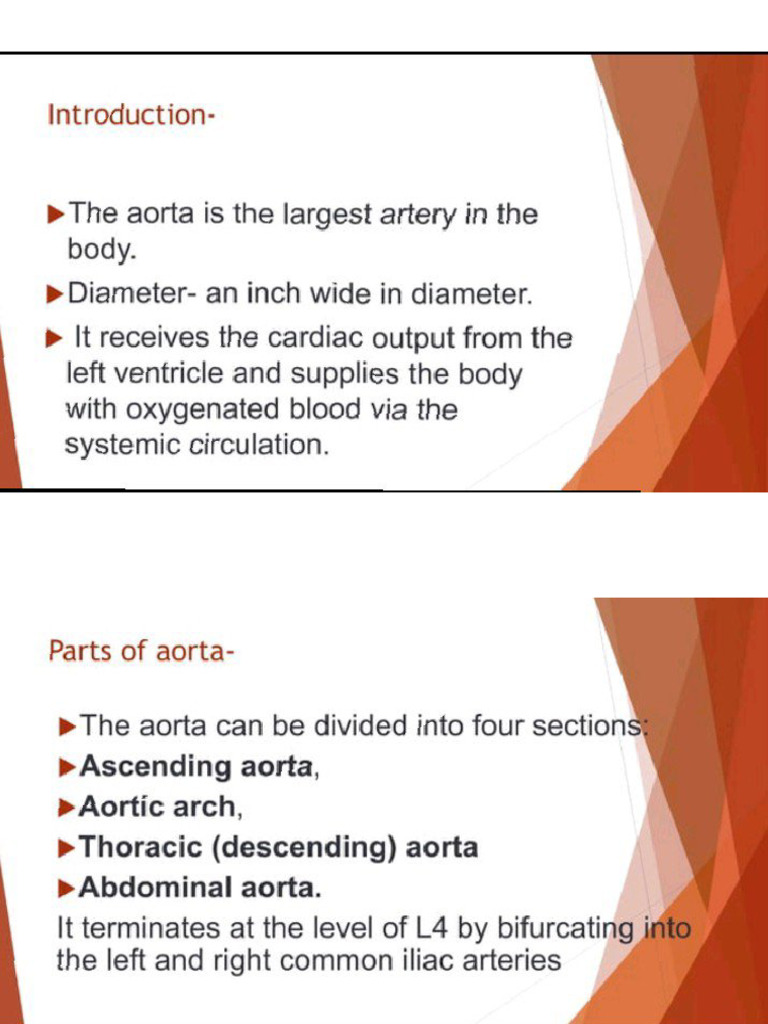 Aorta Anatomy | PDF