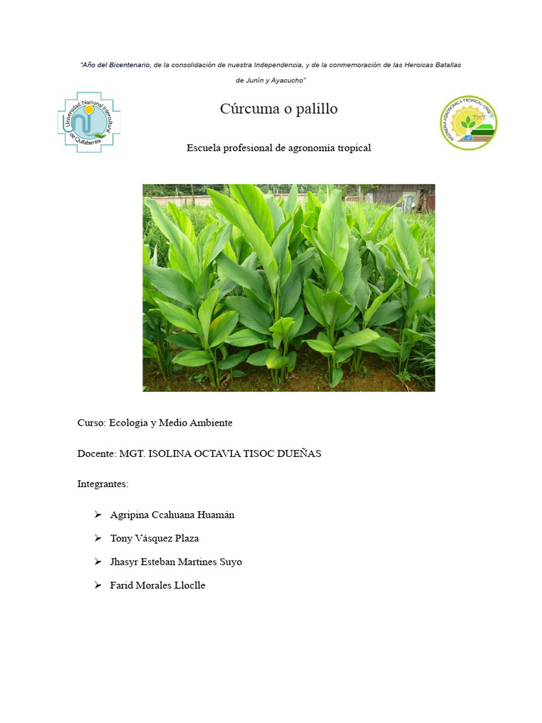 Cúrcuma y Palillo: Origen y Propiedades | PDF | Cúrcuma