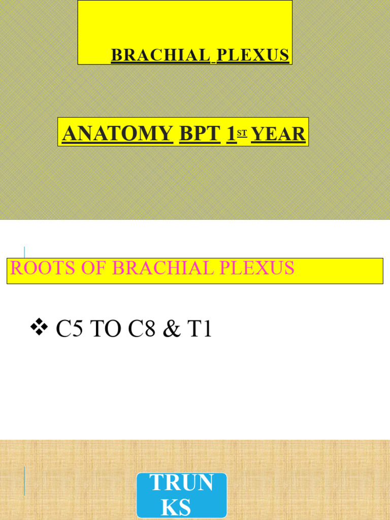 Brachial Plexus | PDF