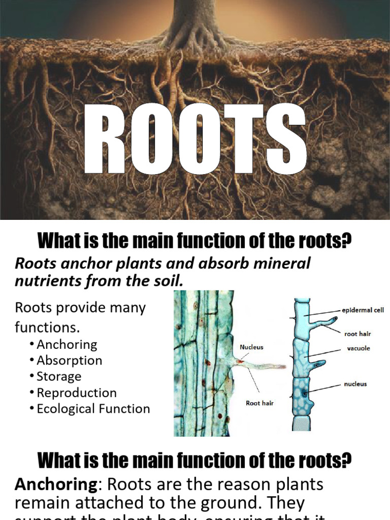 Roots | Download Free PDF | Root | Morphology (Biology)