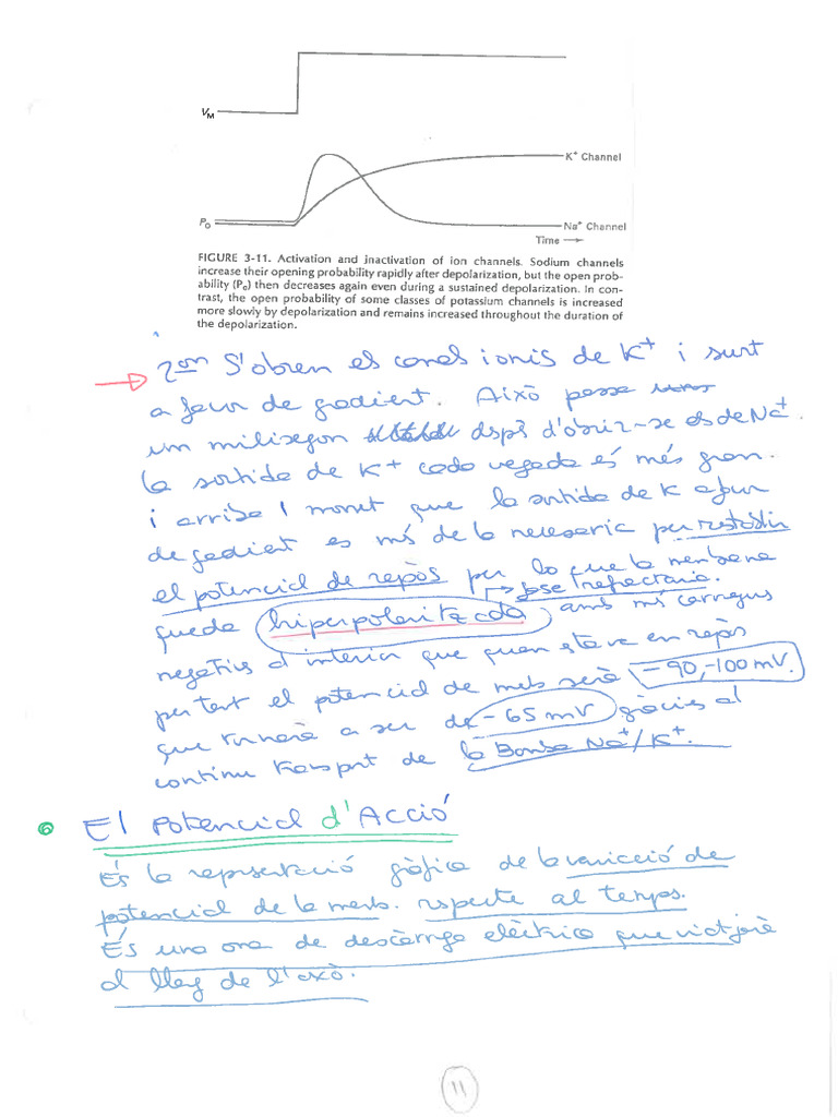 Tema 56-Sistema Nerviós Part - 2 | PDF