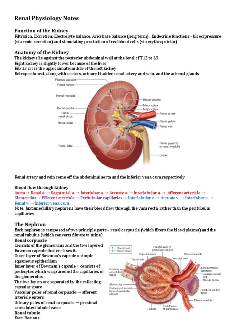 Renal Physiology Notes | PDF | Kidney | Angiotensin
