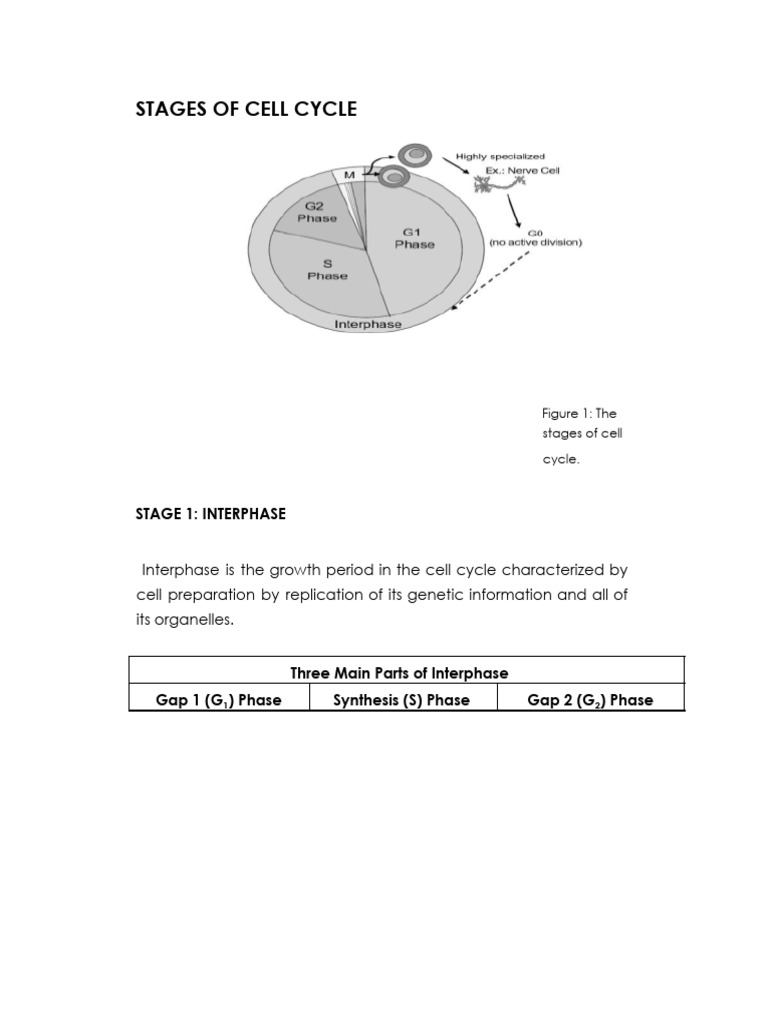 STAGES OF CELL CYCLE. Notes - Docx 1 | PDF | Cell Cycle | Cancer