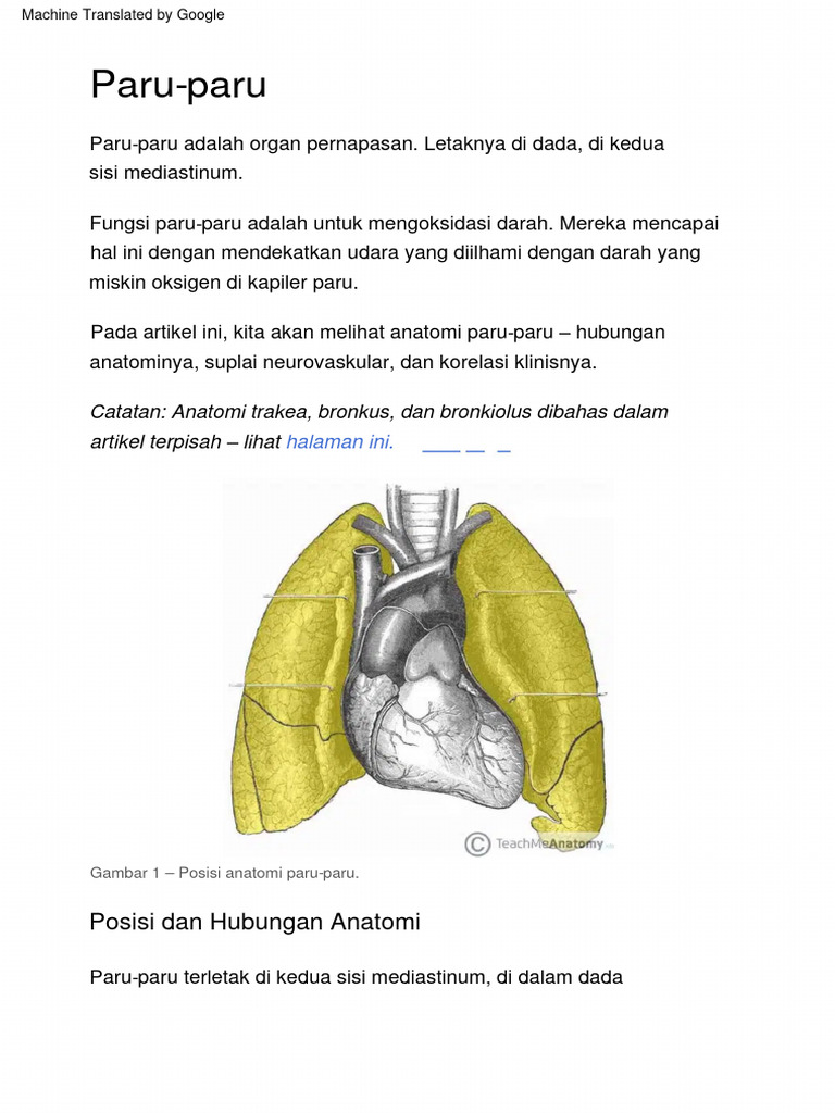 The Lungs Position Structure Teachmeanatomy 2 Pdf
