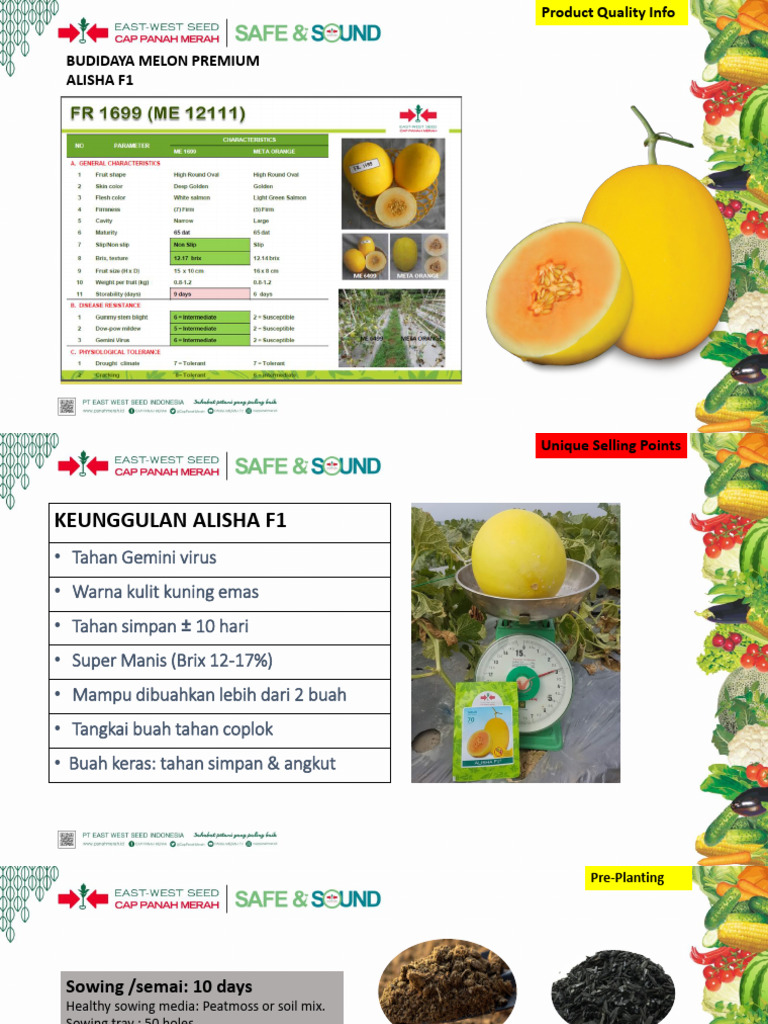 Budidaya Melon Alisha | PDF | Botany