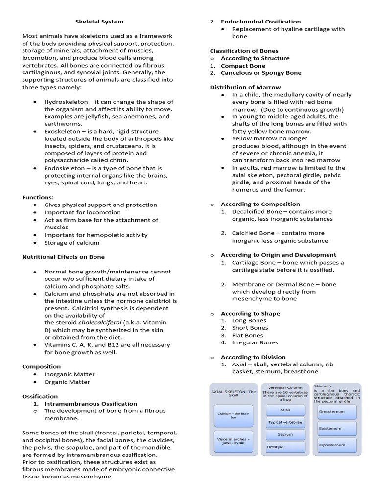 Skeletal System | PDF