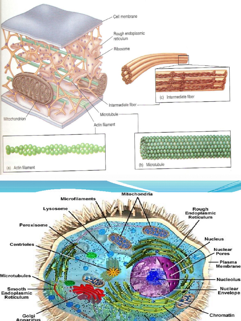 Cytoplasm Now | PDF