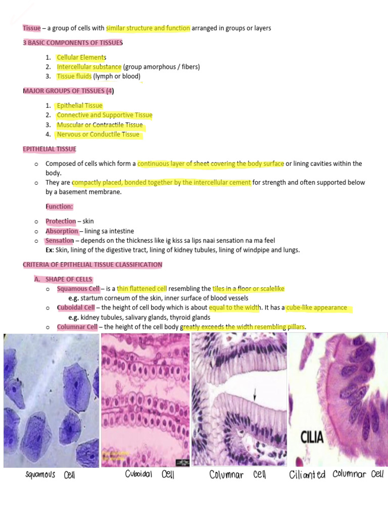 Tissue (Notes) (1) 6ro | PDF | Epithelium | Connective Tissue