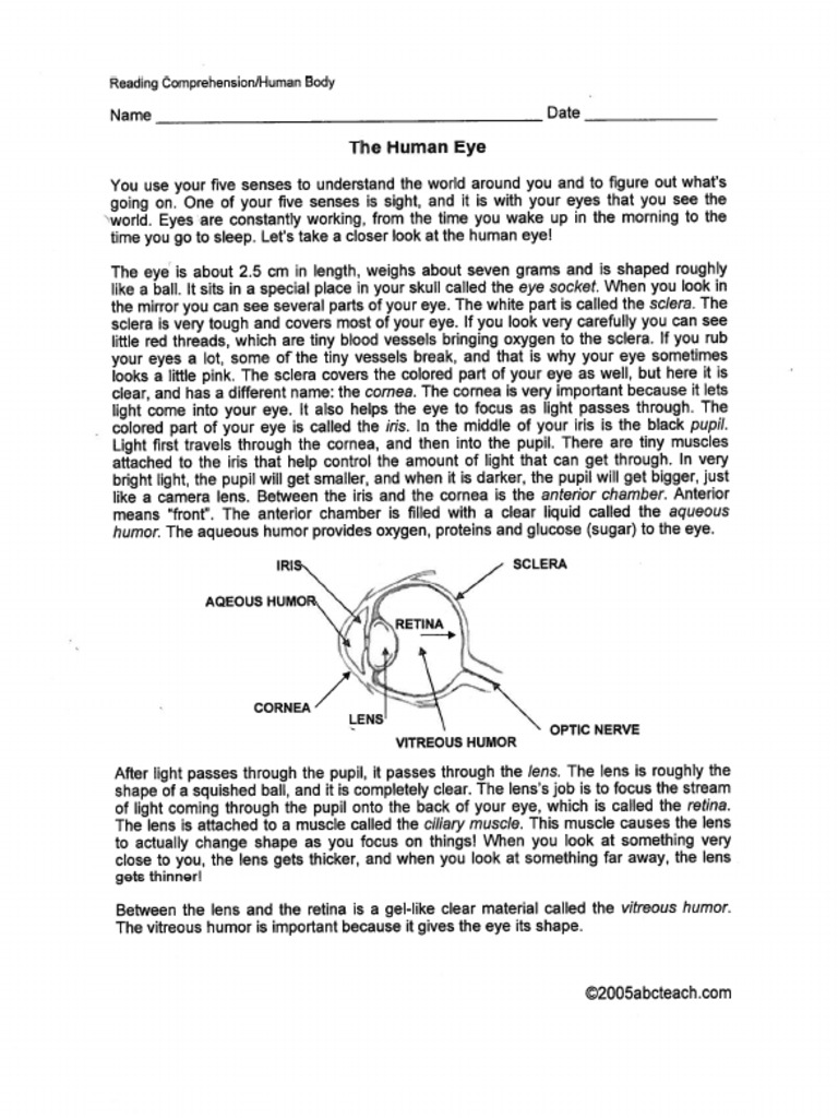 The Human Eye Worksheet | PDF