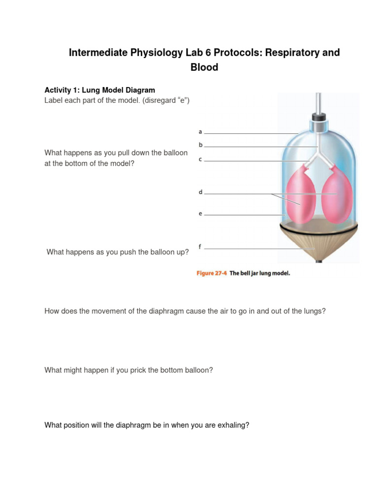 IP Lab 6 Respiratory Protocols UPDATED | PDF | Blood Type | Blood Donation