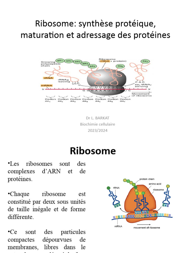 Ribosome | PDF | Acide ribonucléique messager | Traduction génétique