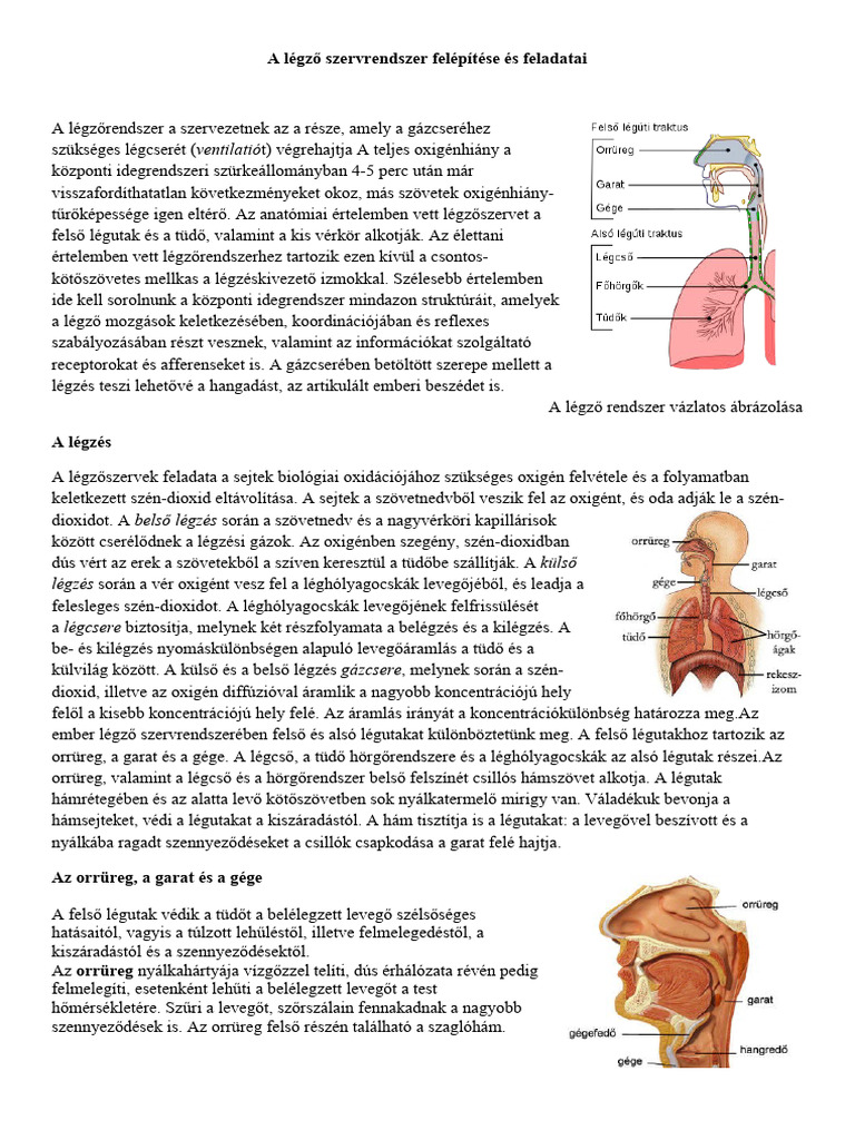 A Légző Szervrendszer Felépítése És Feladatai | PDF