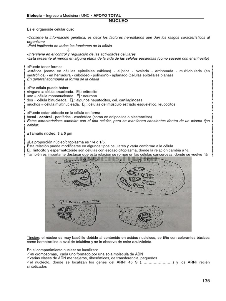 Biología Apunte Parte IV | PDF | Rna | Messenger Rna