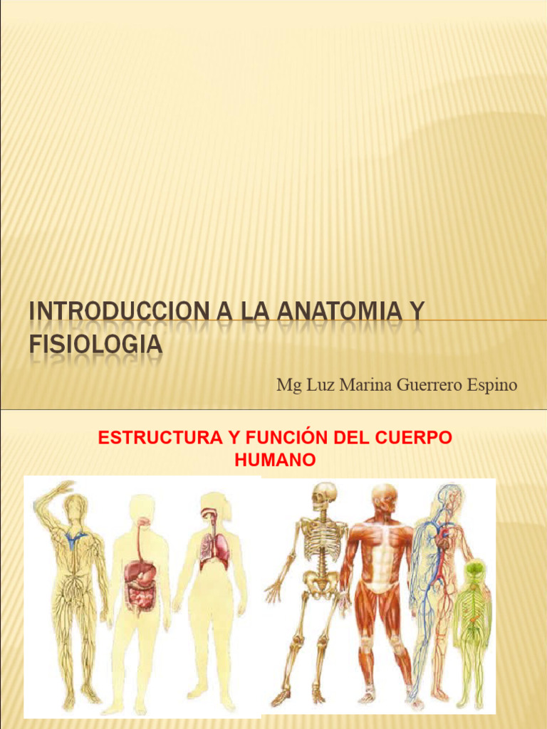 Introd Anatom Fisiolo | PDF | Sistema endocrino | Sistema urinario