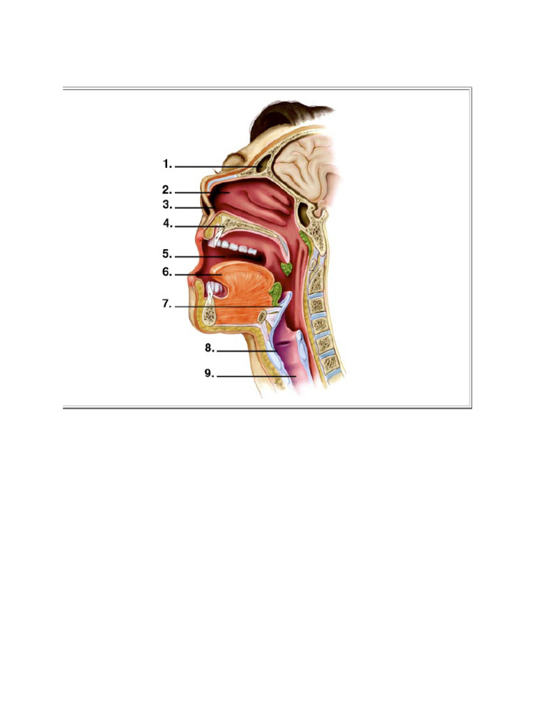 Upper Airway Fill in 2trachea | PDF