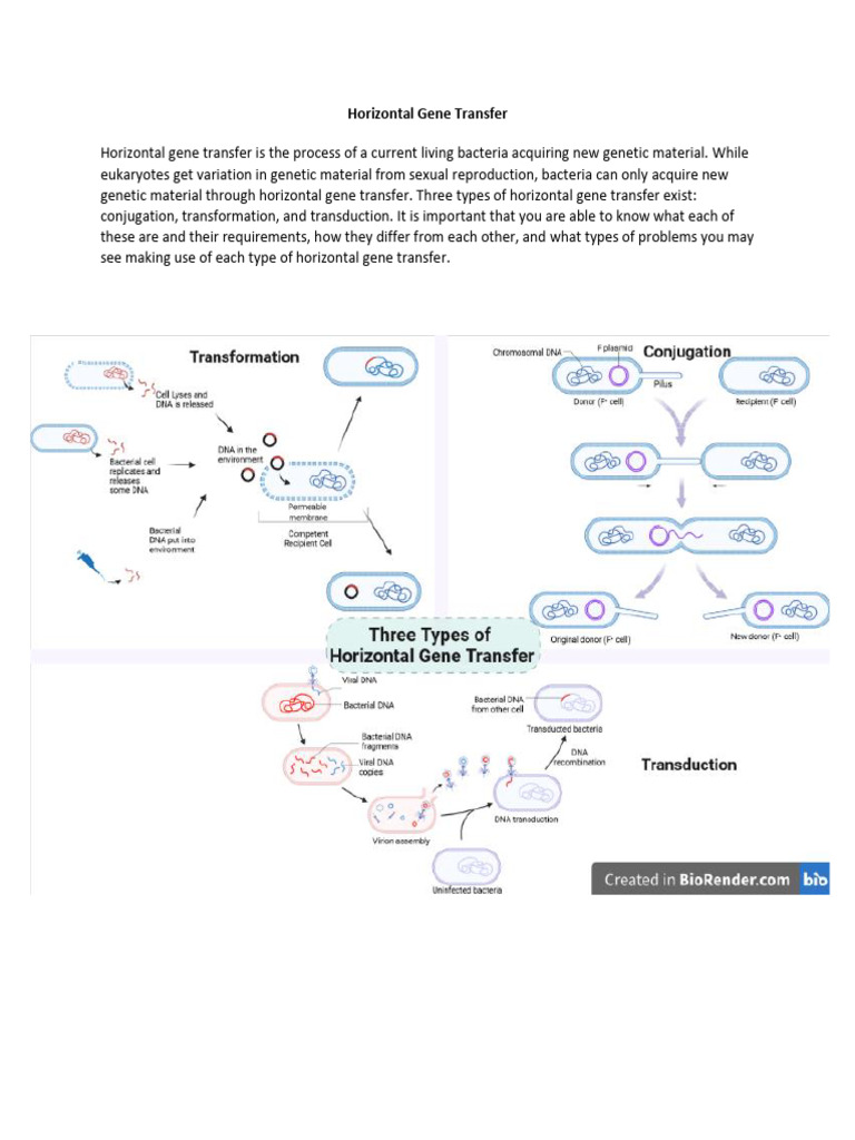 Horizontal Gene Transfer Activity Guide | PDF | Transformation (Genetics) | Plasmid