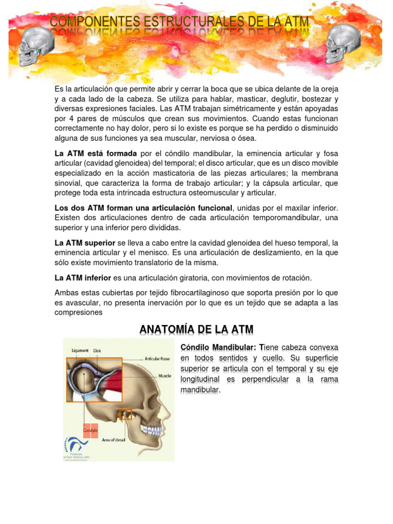 Anatomía de La Atm | PDF | Articulación | Anatomía