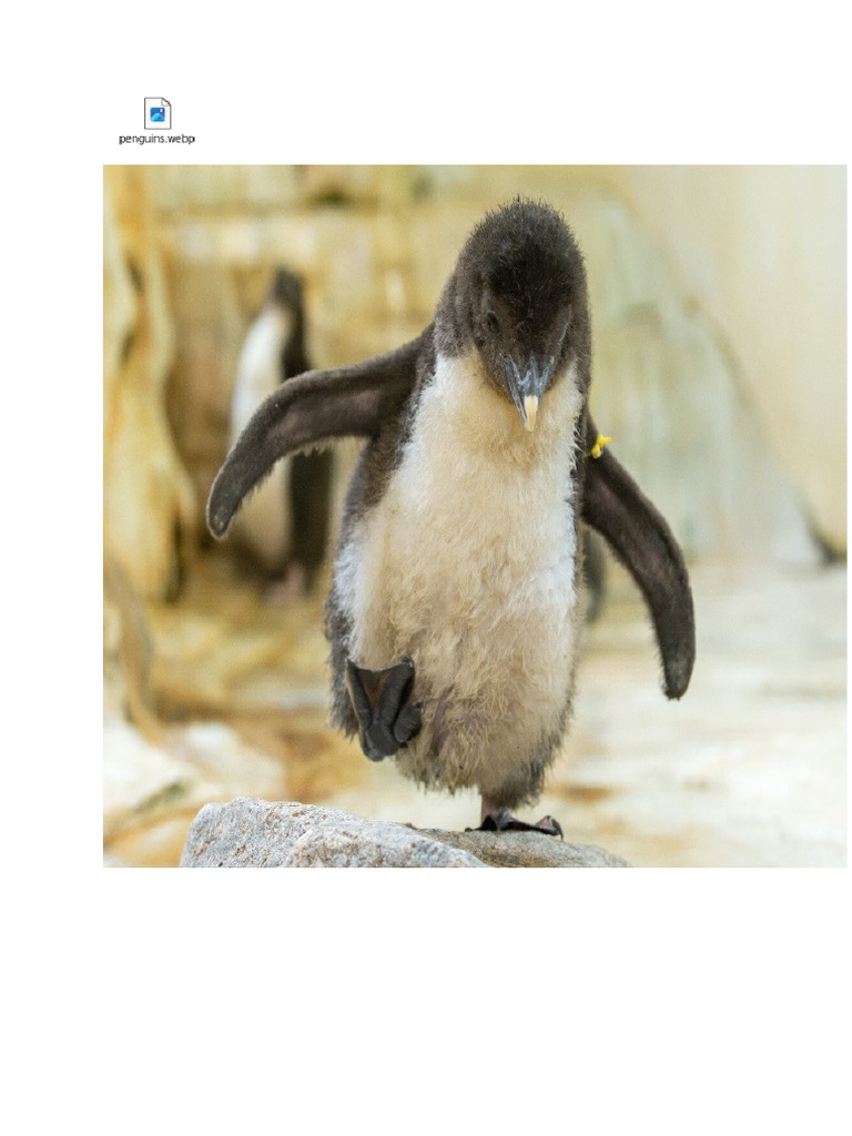 Pingvini A4 | PDF