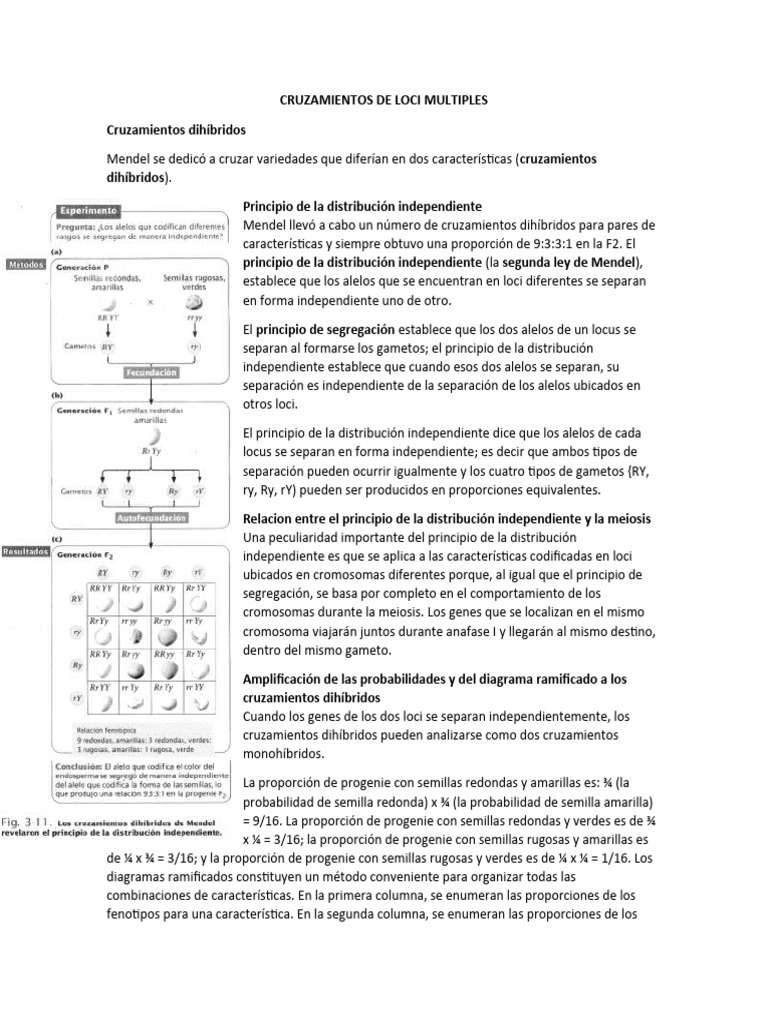 Cruzamientos Dihíbridos y Distribución Independiente | PDF | Genotipo ...