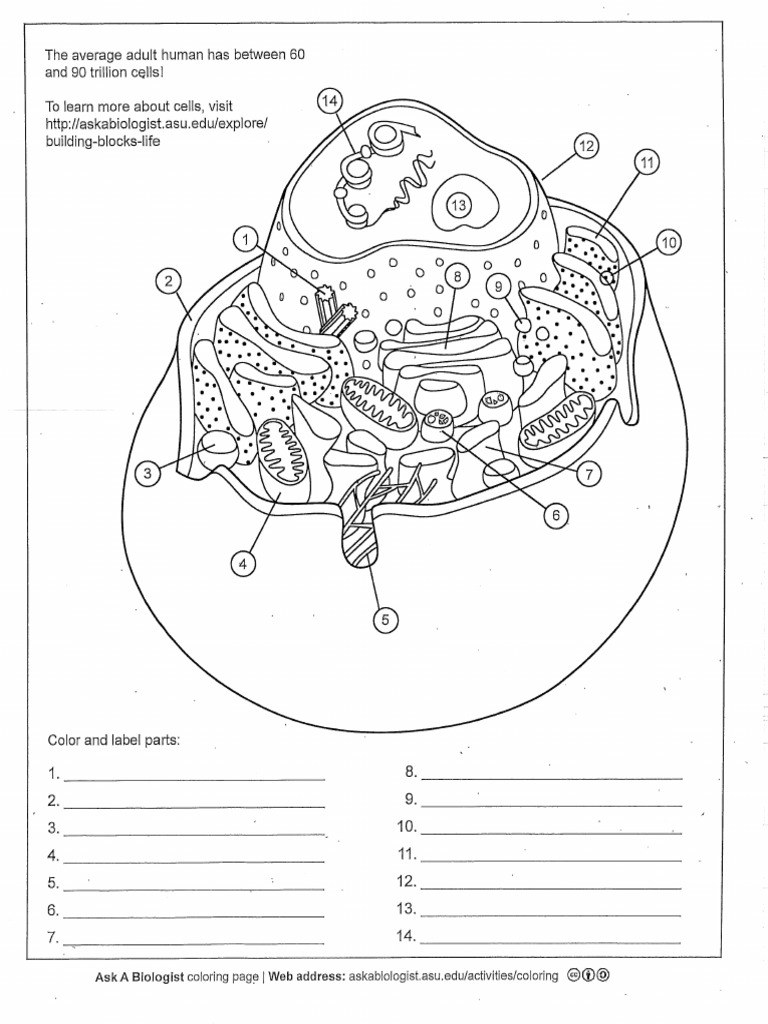 Animal Cell Worksheet | PDF