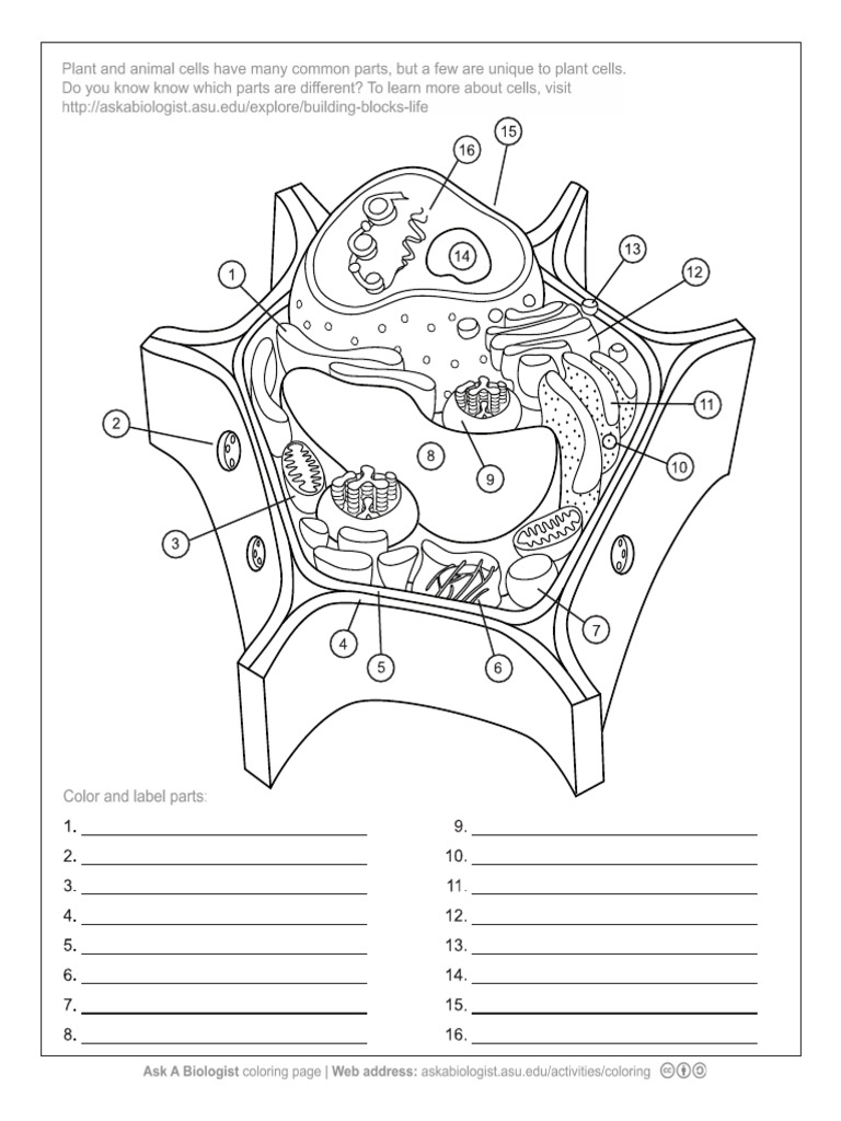 Plant Cell Worksheet | PDF