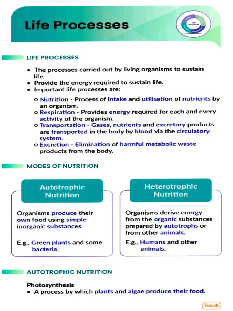 Life Processes | PDF | Heart Valve | Heart