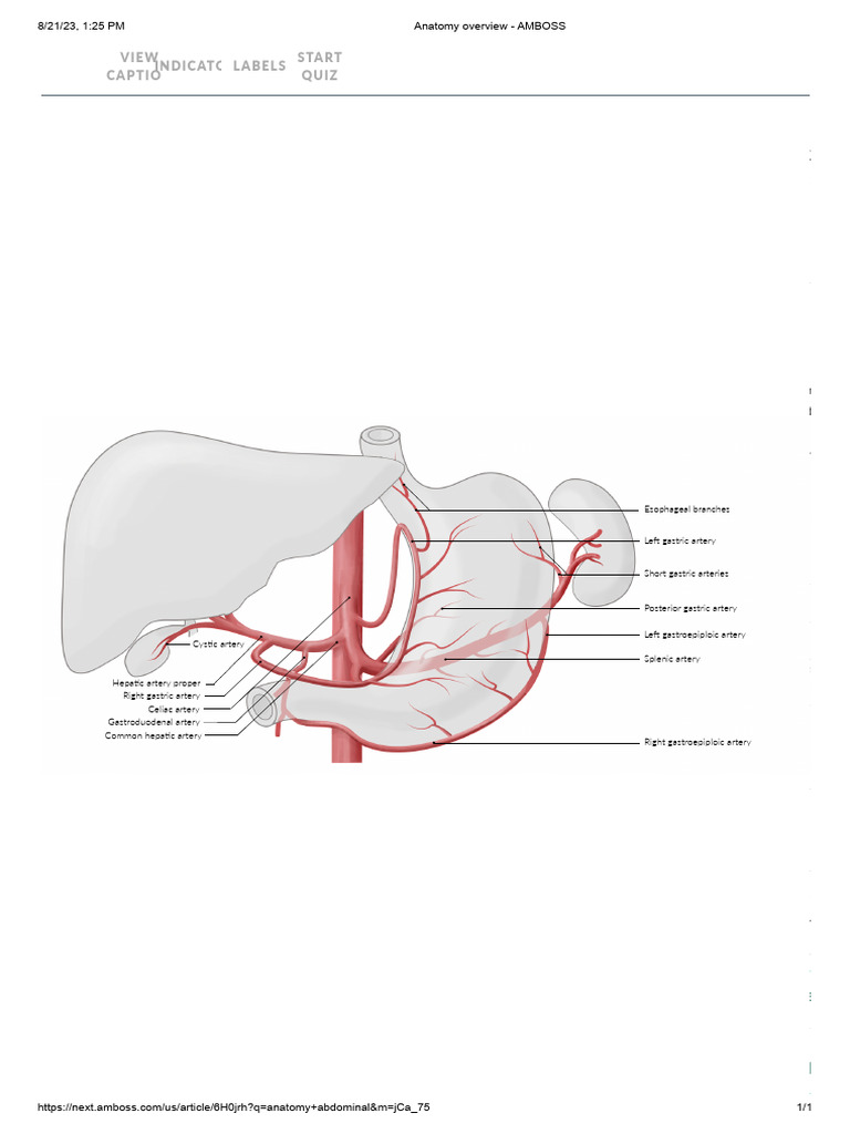 Anatomy Overview - AMBOSS | PDF | Human Body | Stomach