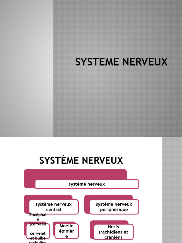 Anatomie et Fonction du Système Nerveux | PDF | Nerf | Système nerveux
