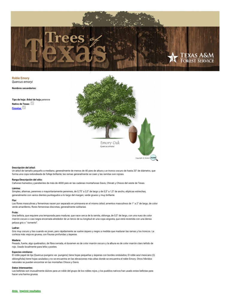 Emory Oak | PDF